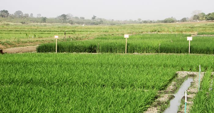 Riziculture : 5 milliards de fcfa de la BIDC pour l'aménagement d'un ...