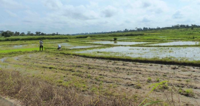 Riziculture : 1 116 ha de riz aménagés par le Projet de Pôle agro ...